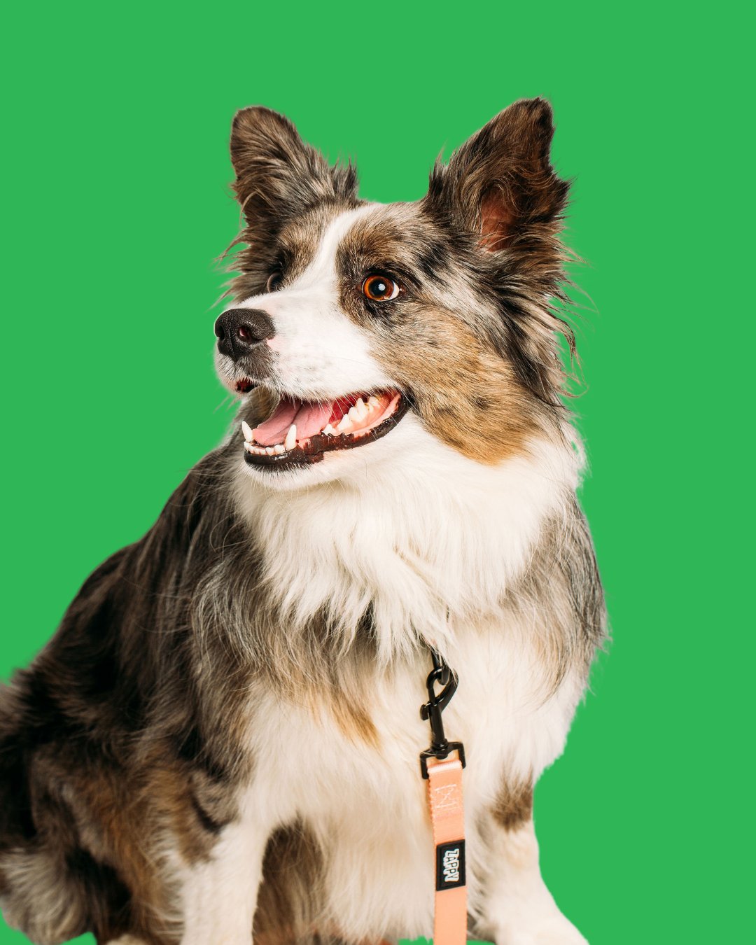 Basic Leash – Zappy Pet Things | Dog Collars & Leashes